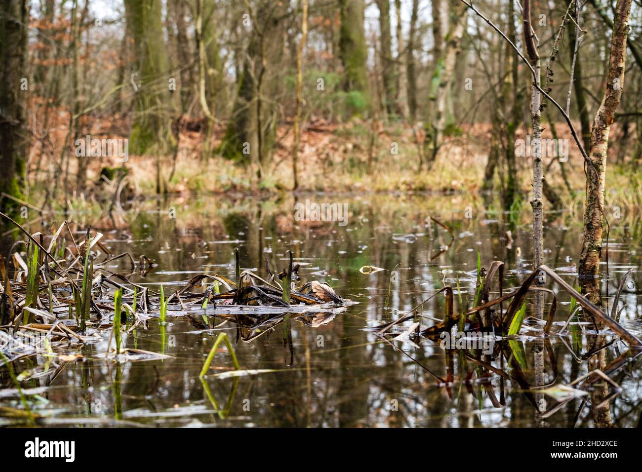 Swamp in the forest hi-res stock photography and images - Alamy