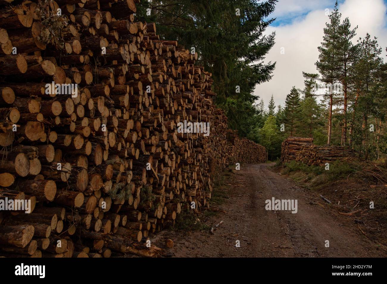 Logging industry russia hi-res stock photography and images - Alamy