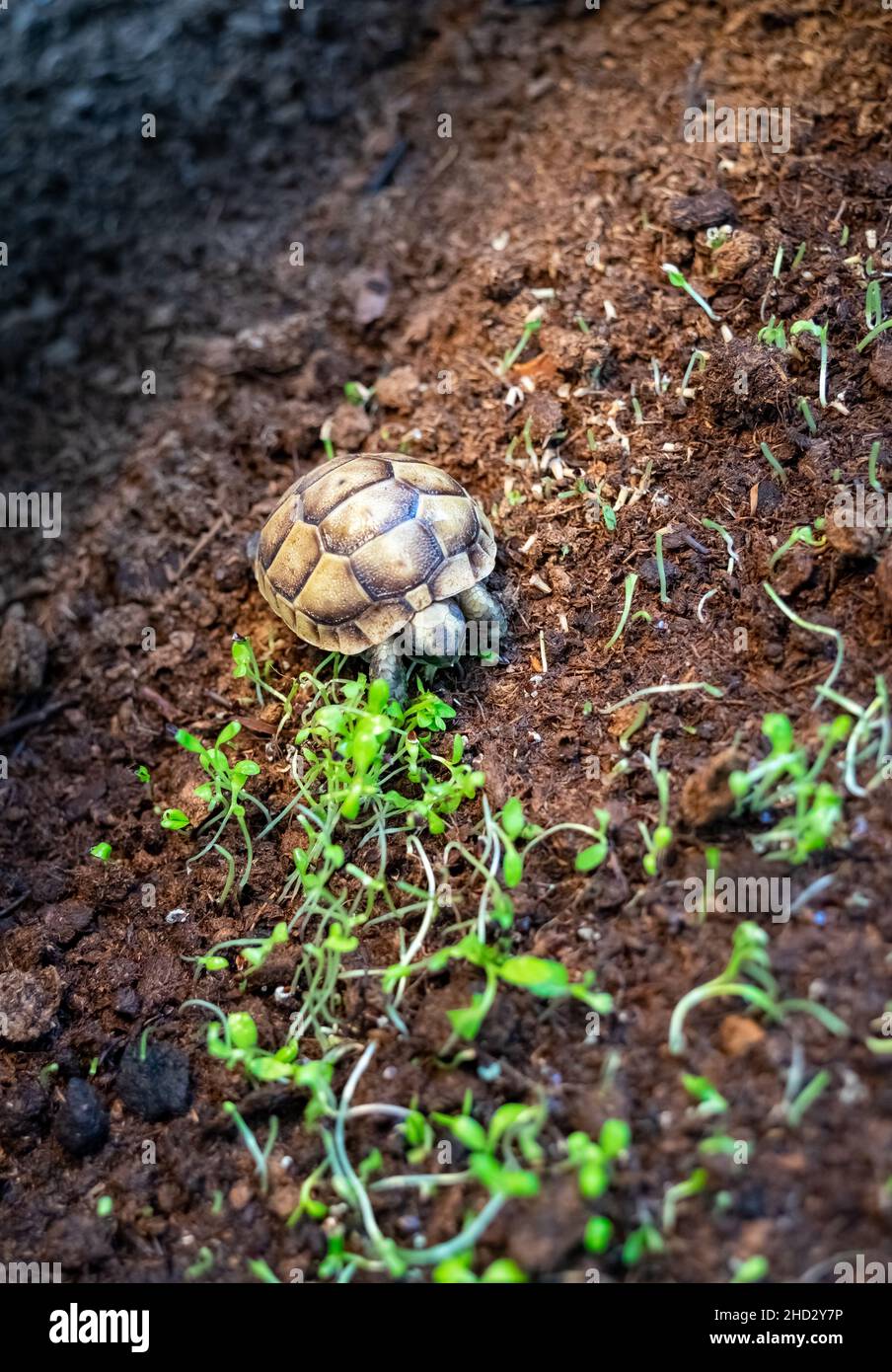 Turtle eating plant hi-res stock photography and images - Alamy
