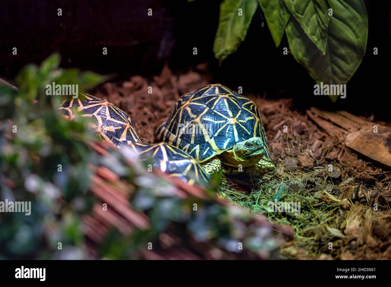 Indian Star Tortoise Habitat