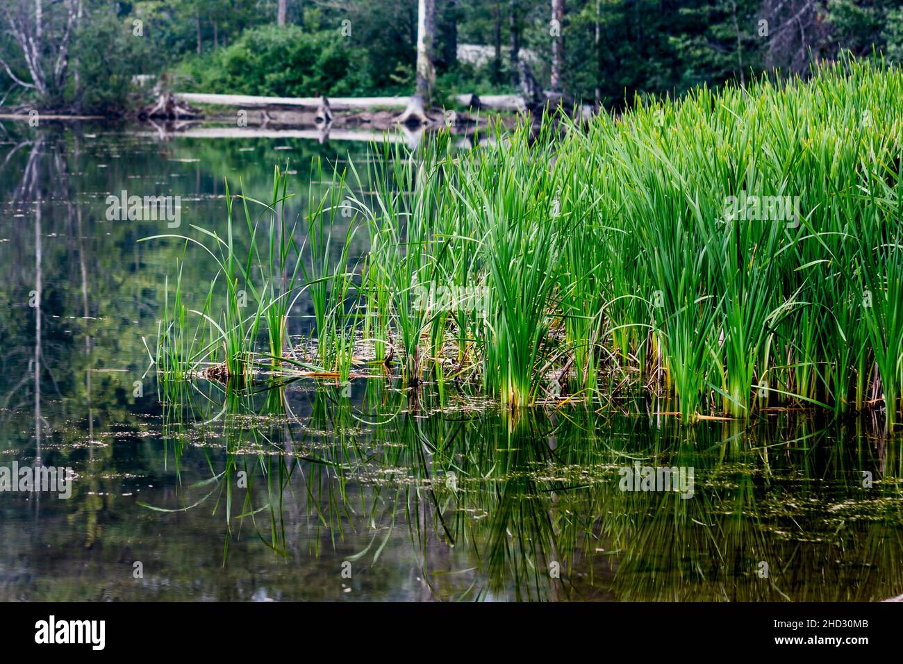 Reeds of grass hi-res stock photography and images - Alamy