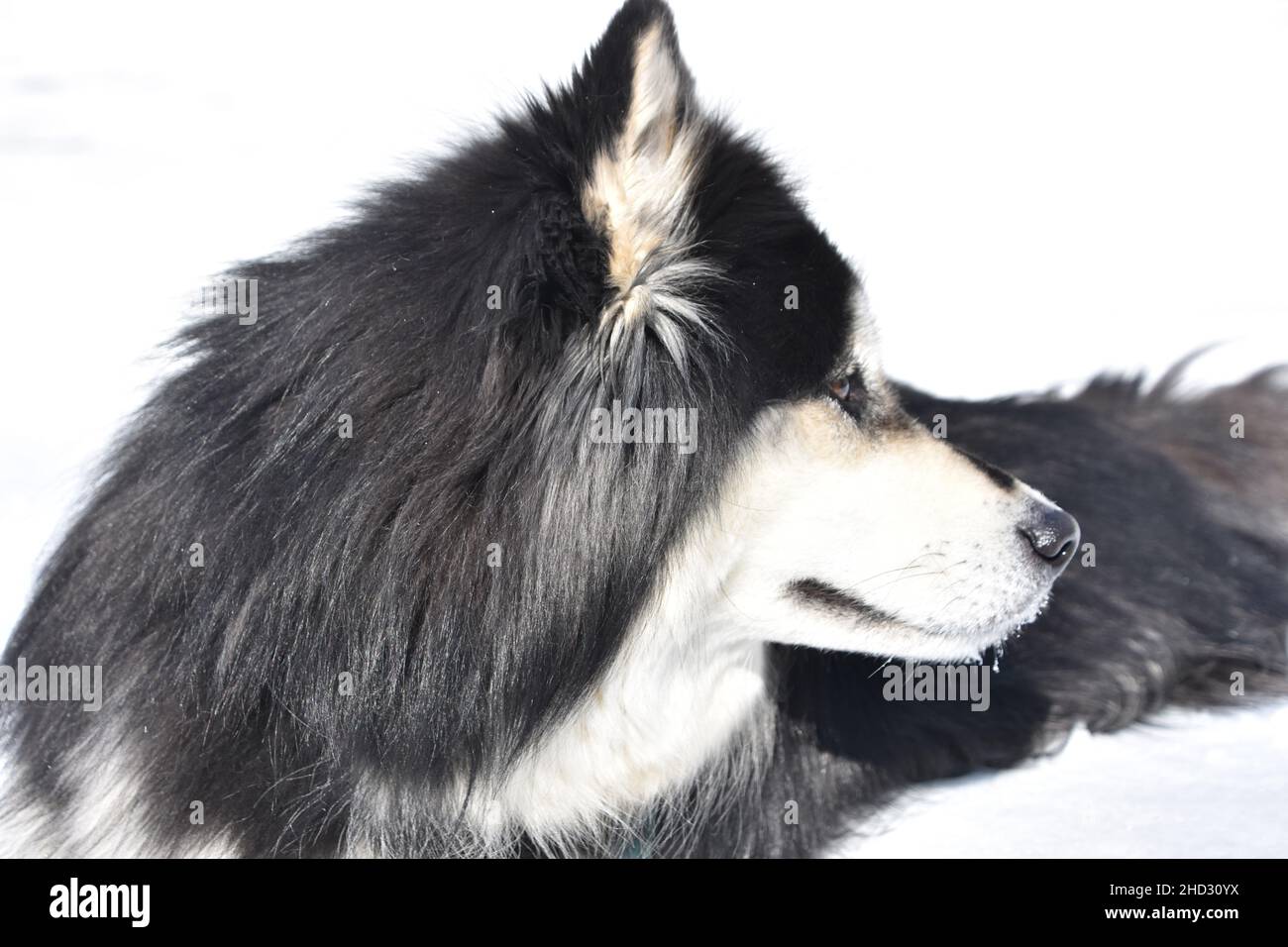 Dog Laying Down On Its Side