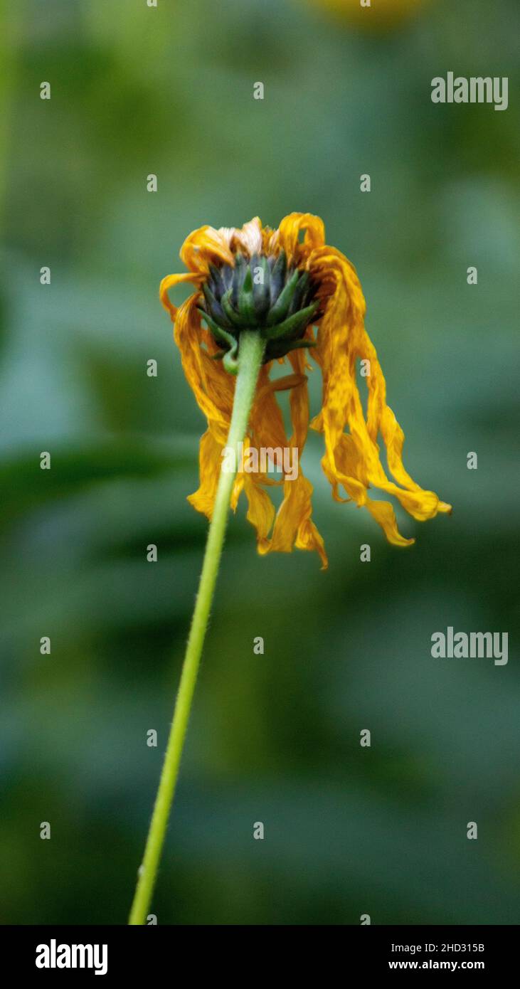 Dead blooms hi-res stock photography and images - Alamy