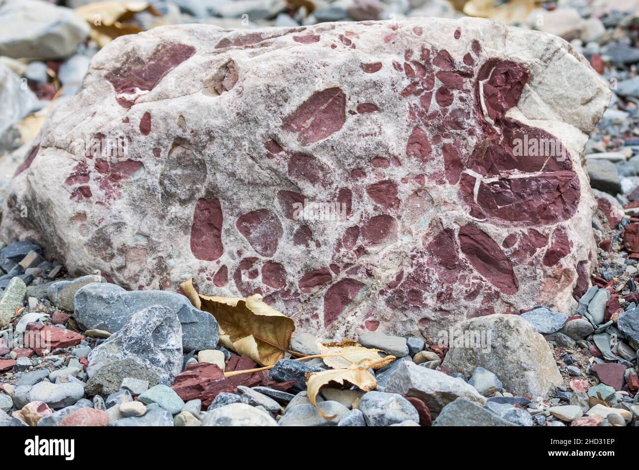 Compression fossils hi-res stock photography and images - Alamy