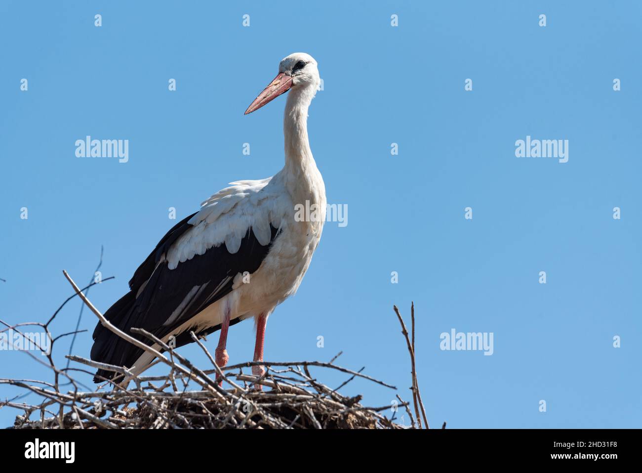 First stork arrival hi-res stock photography and images - Alamy