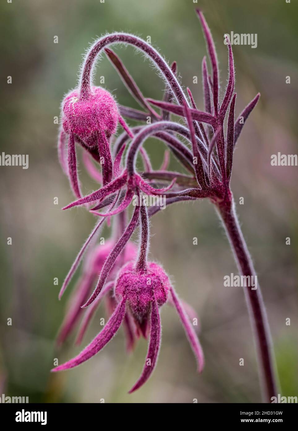 Native police hi-res stock photography and images - Alamy