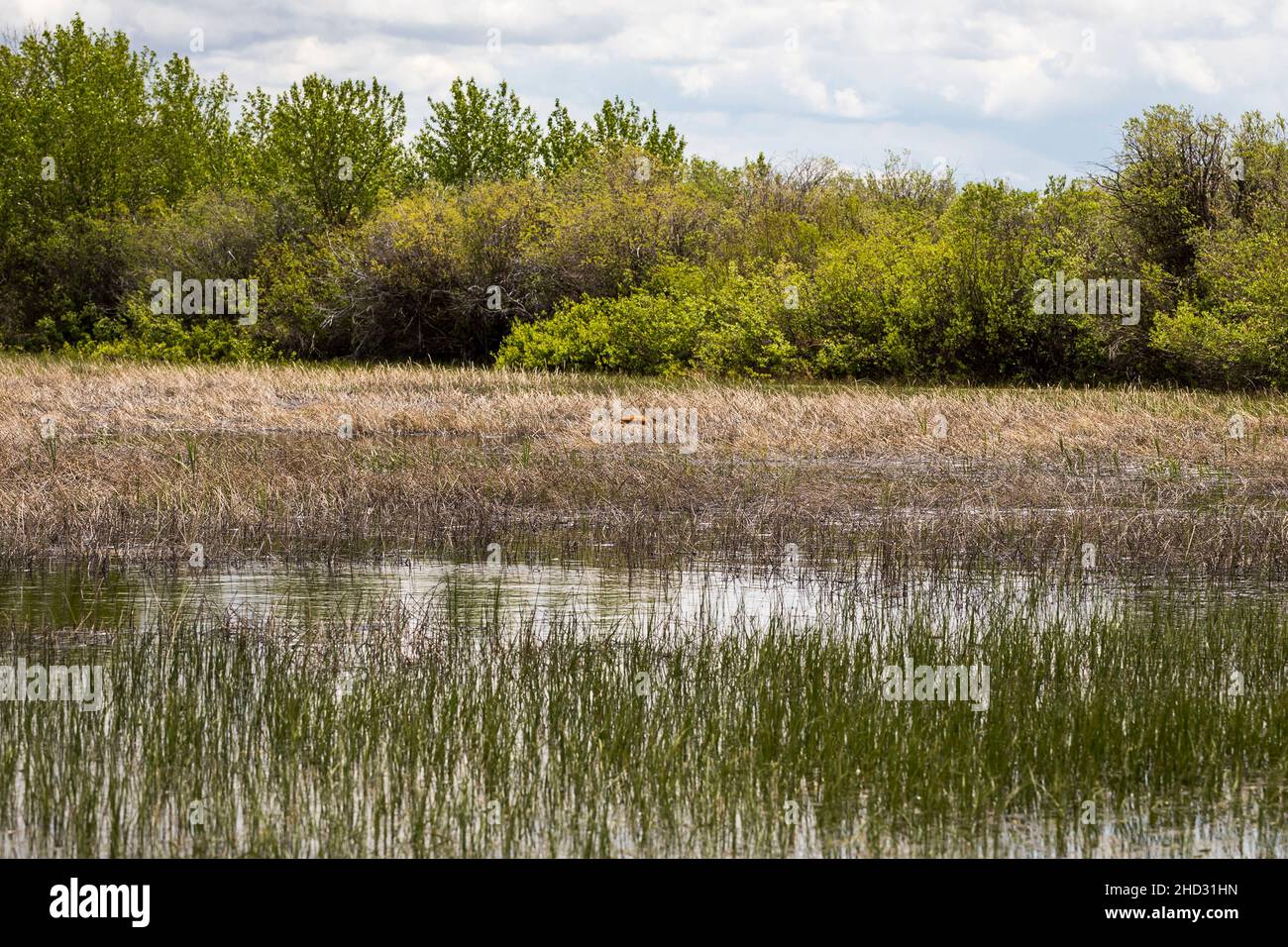 Sandhill Crane nesting habitat Stock Photo - Alamy