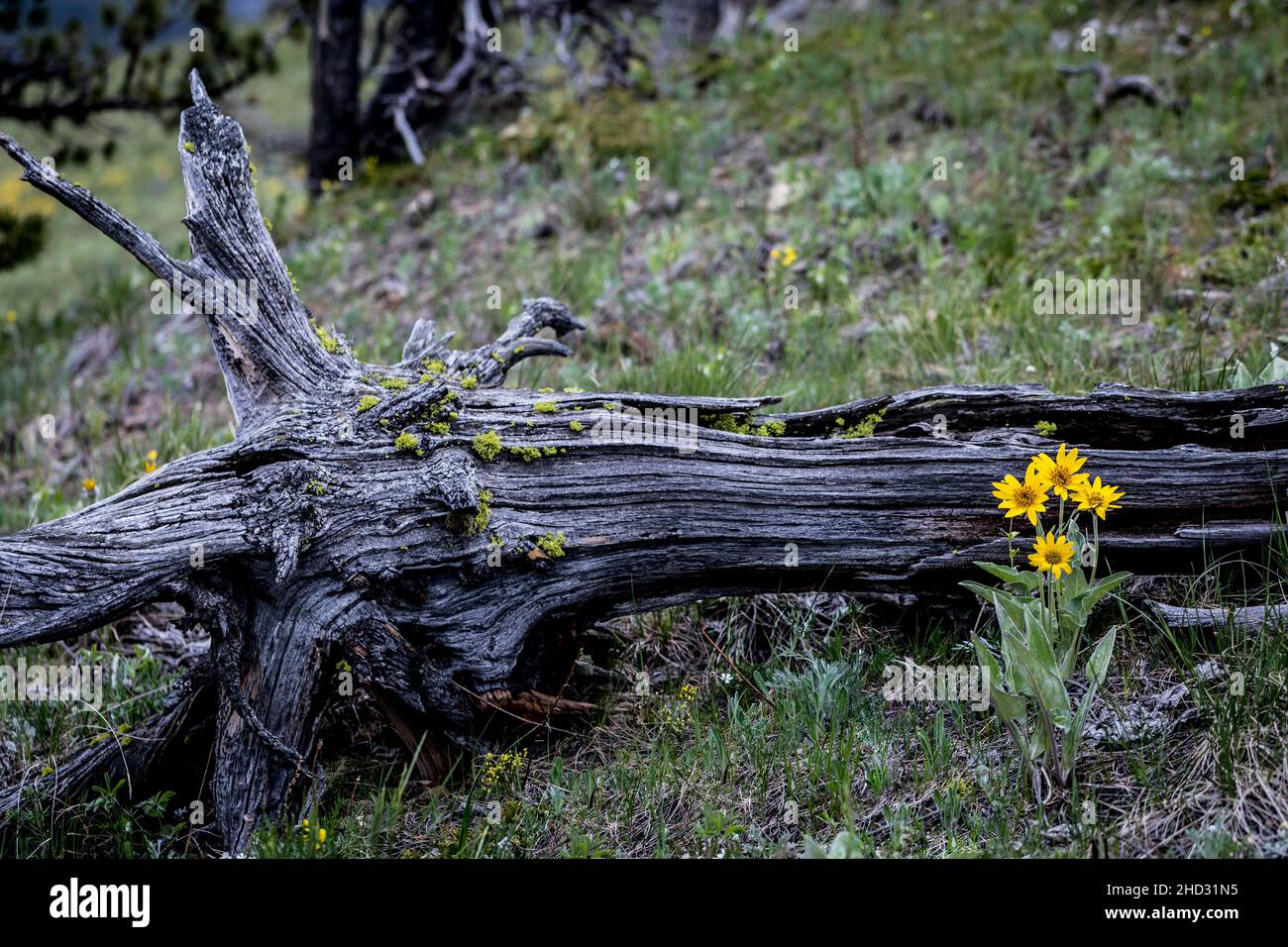 Alpine balsam hi-res stock photography and images - Alamy