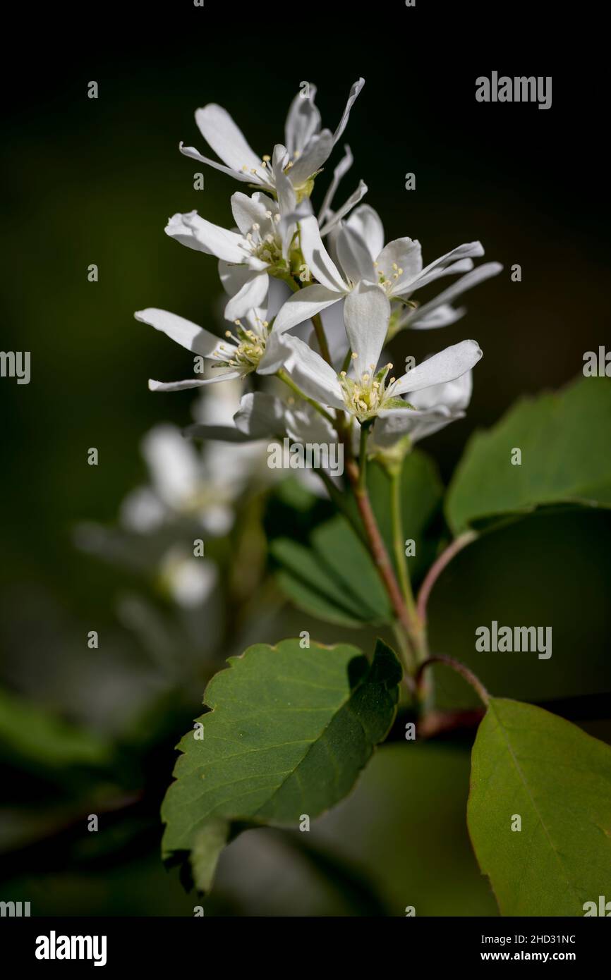 Western service berry flower hi-res stock photography and images - Alamy