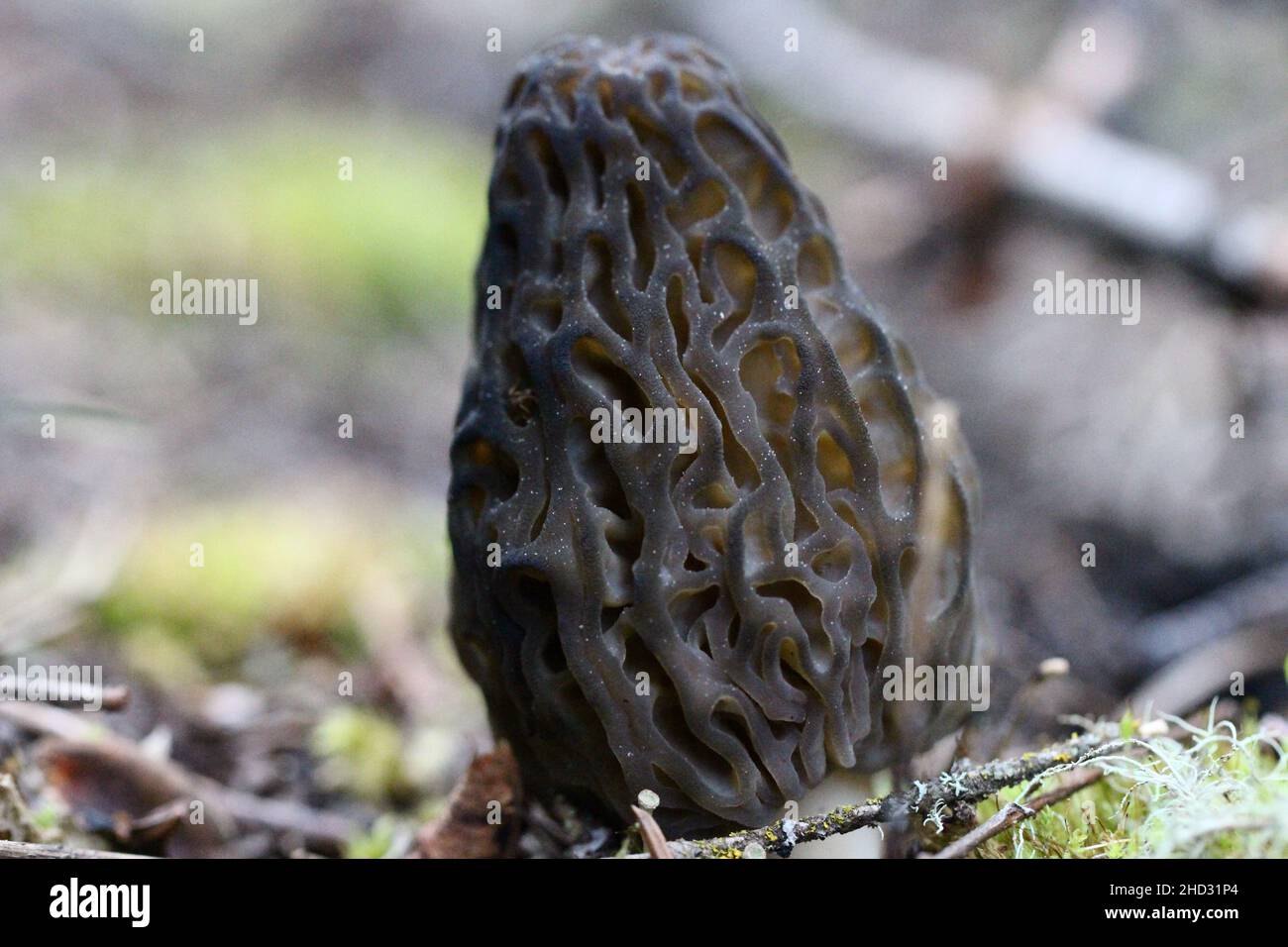 SClose-up of a wild morel mushroom (Morchella) growing on forest floor ...