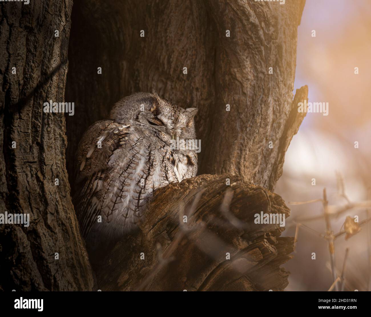 Eastern screech owl (magascops asio) grey morph roosting in morning ...