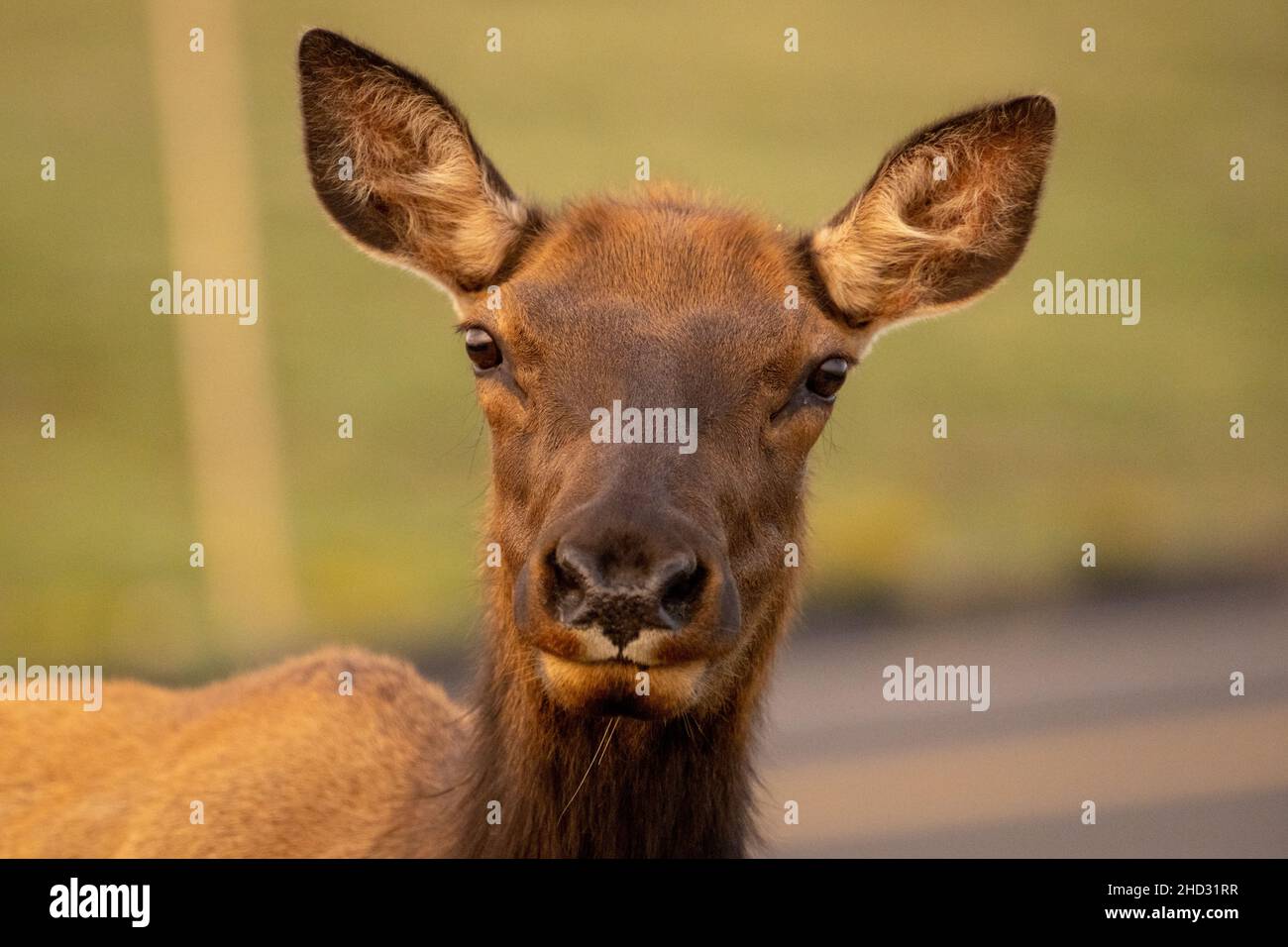 Perked ears hi-res stock photography and images - Alamy