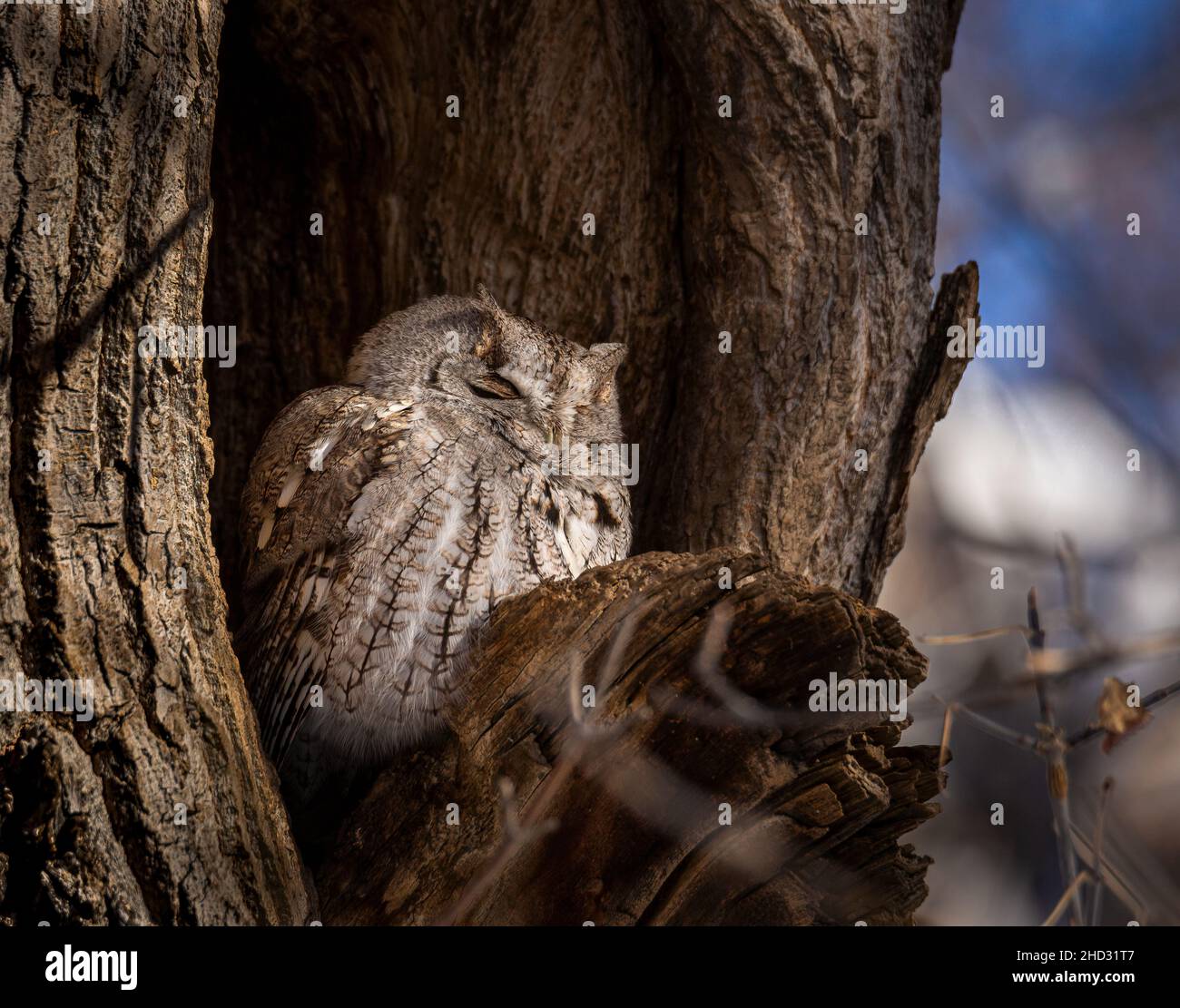 Eastern screech owl (magascops asio) grey morph roosting in morning ...