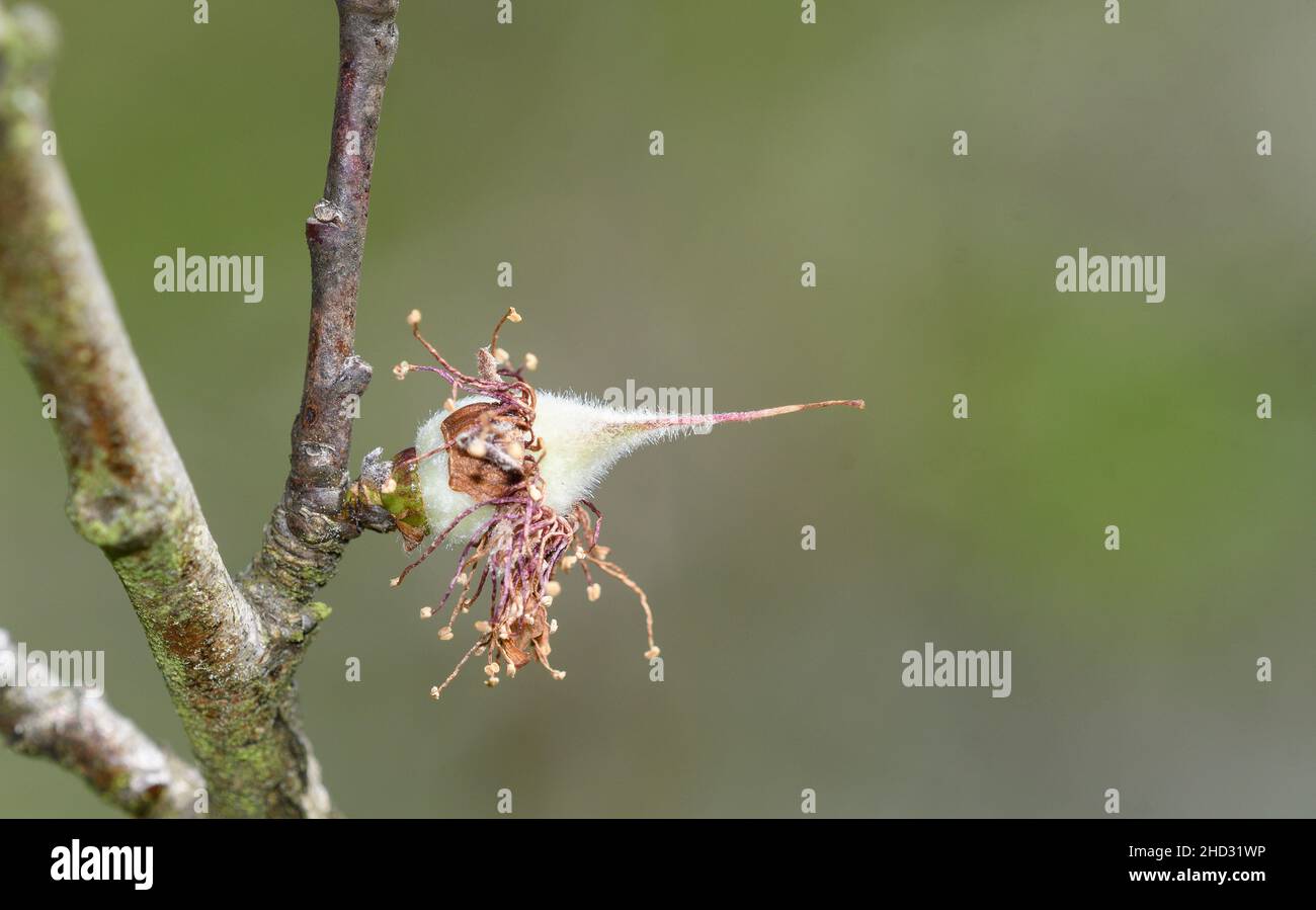 Peach fruit formation Stock Photo - Alamy