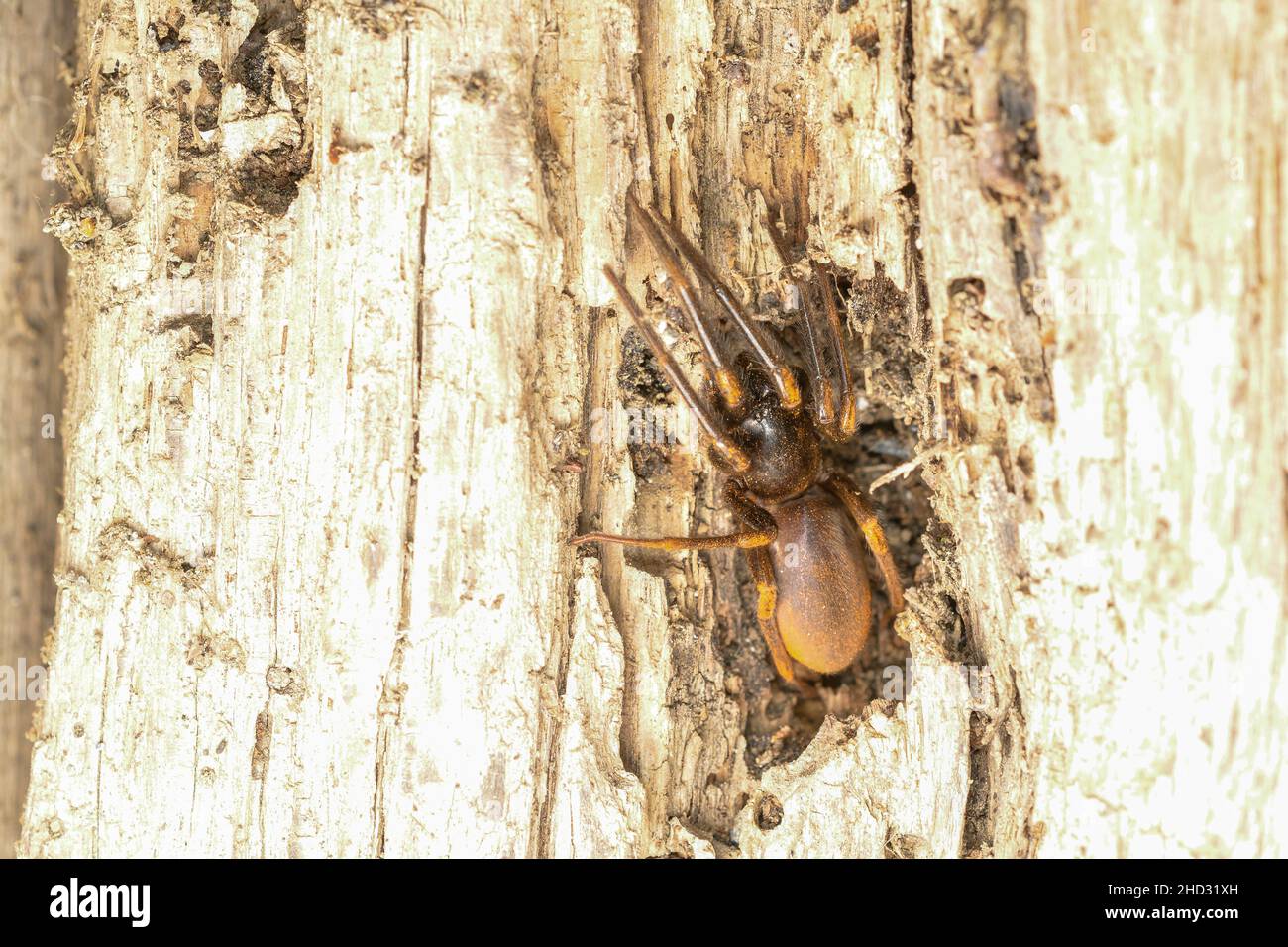 Spider hiding in a crevice of a log Stock Photo - Alamy