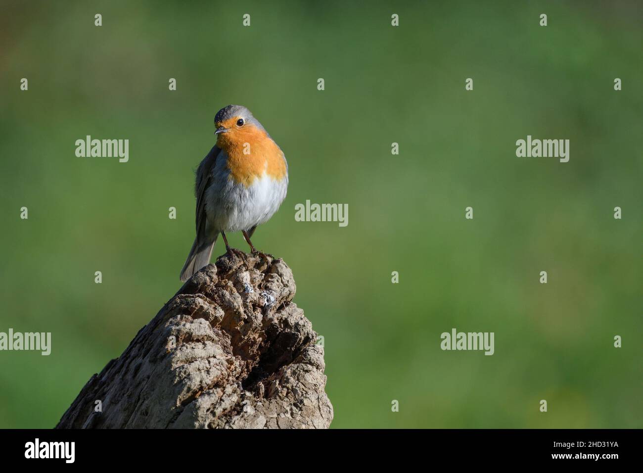 Animales robin hi-res stock photography and images - Alamy