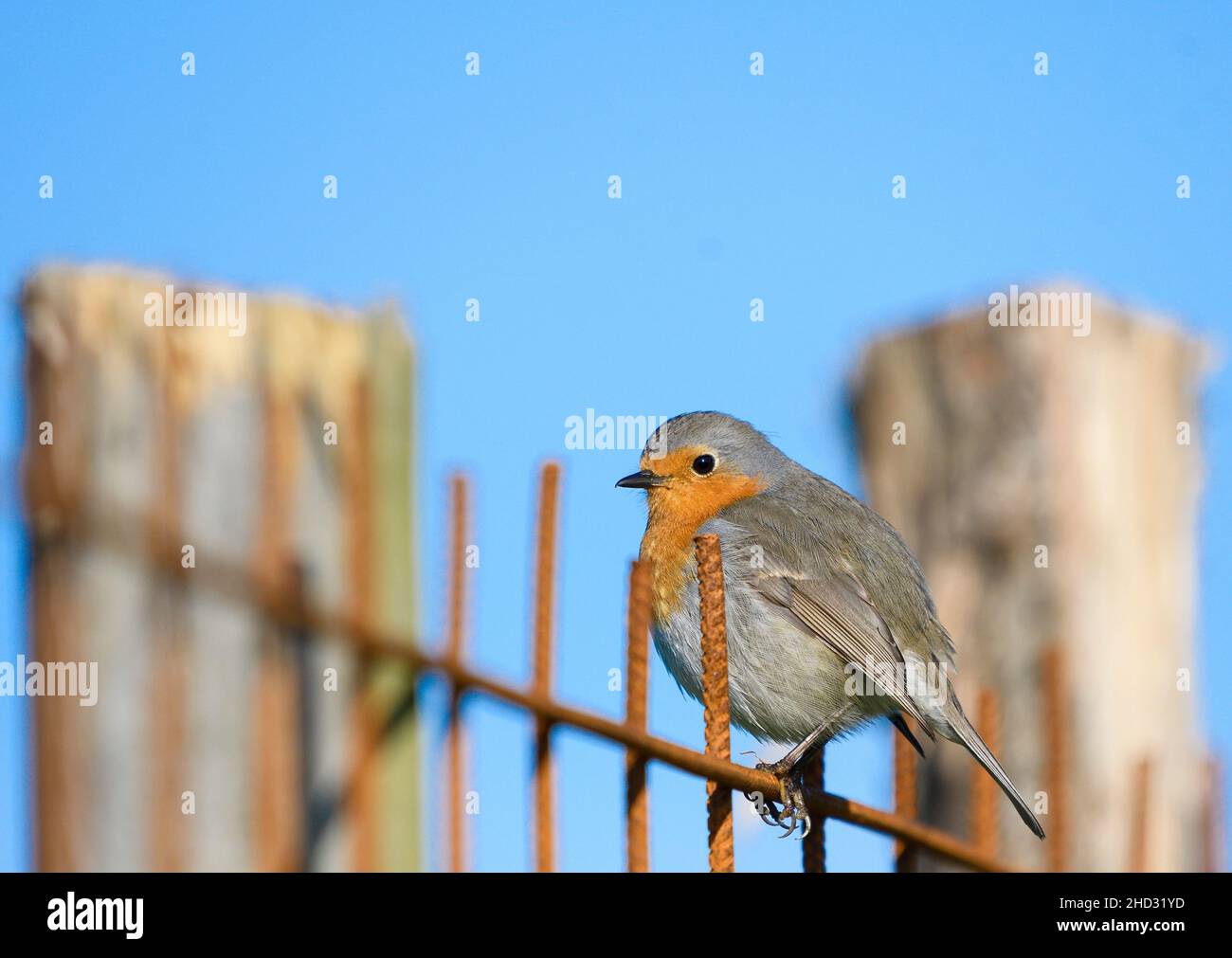 Animales robin hi-res stock photography and images - Alamy