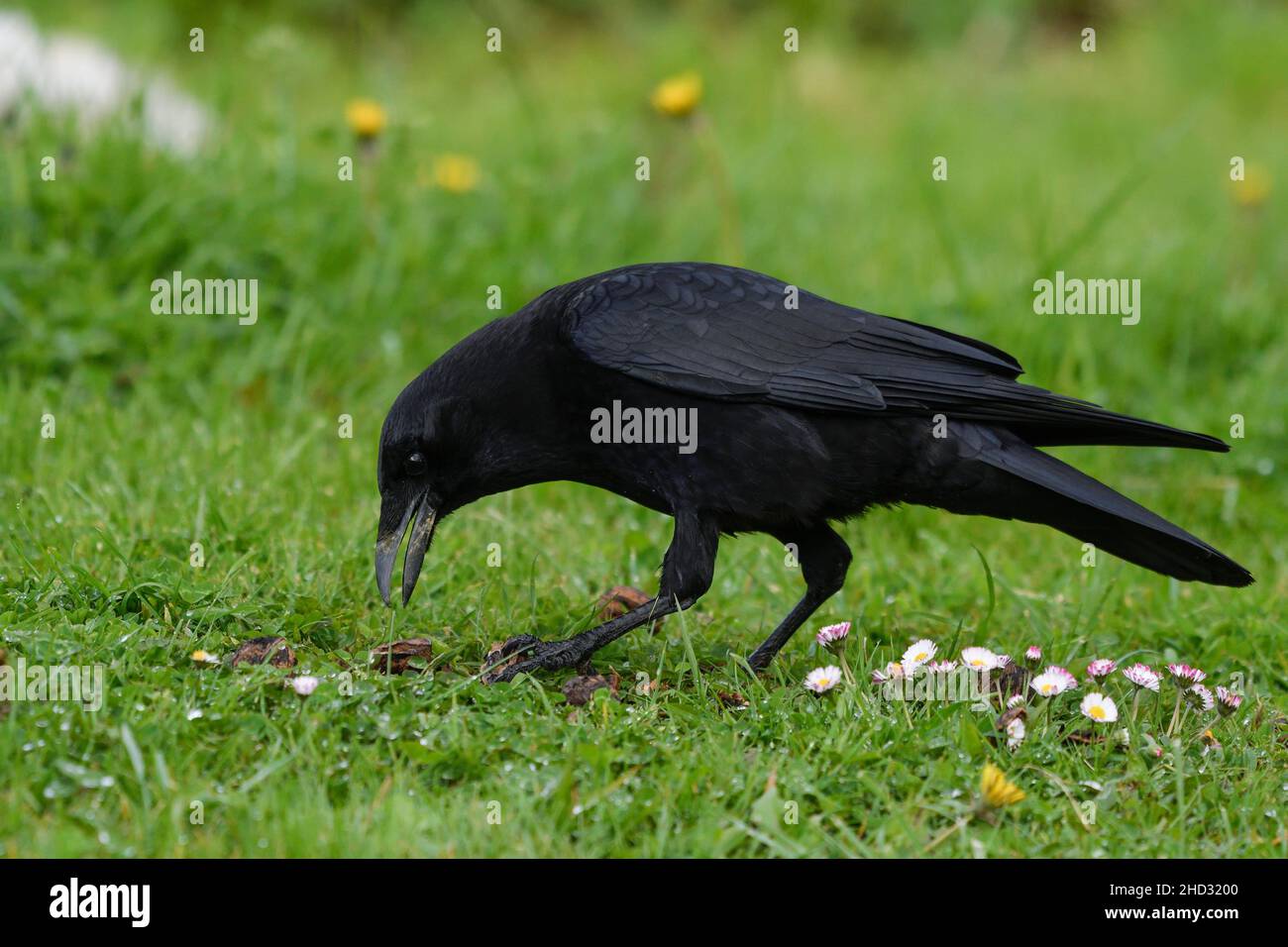Carrion crow eating on the ground Stock Photo - Alamy
