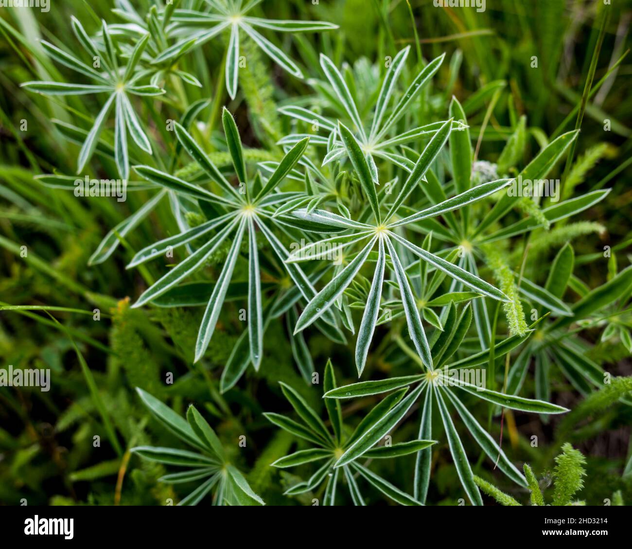 Lupin leaves hi-res stock photography and images - Alamy