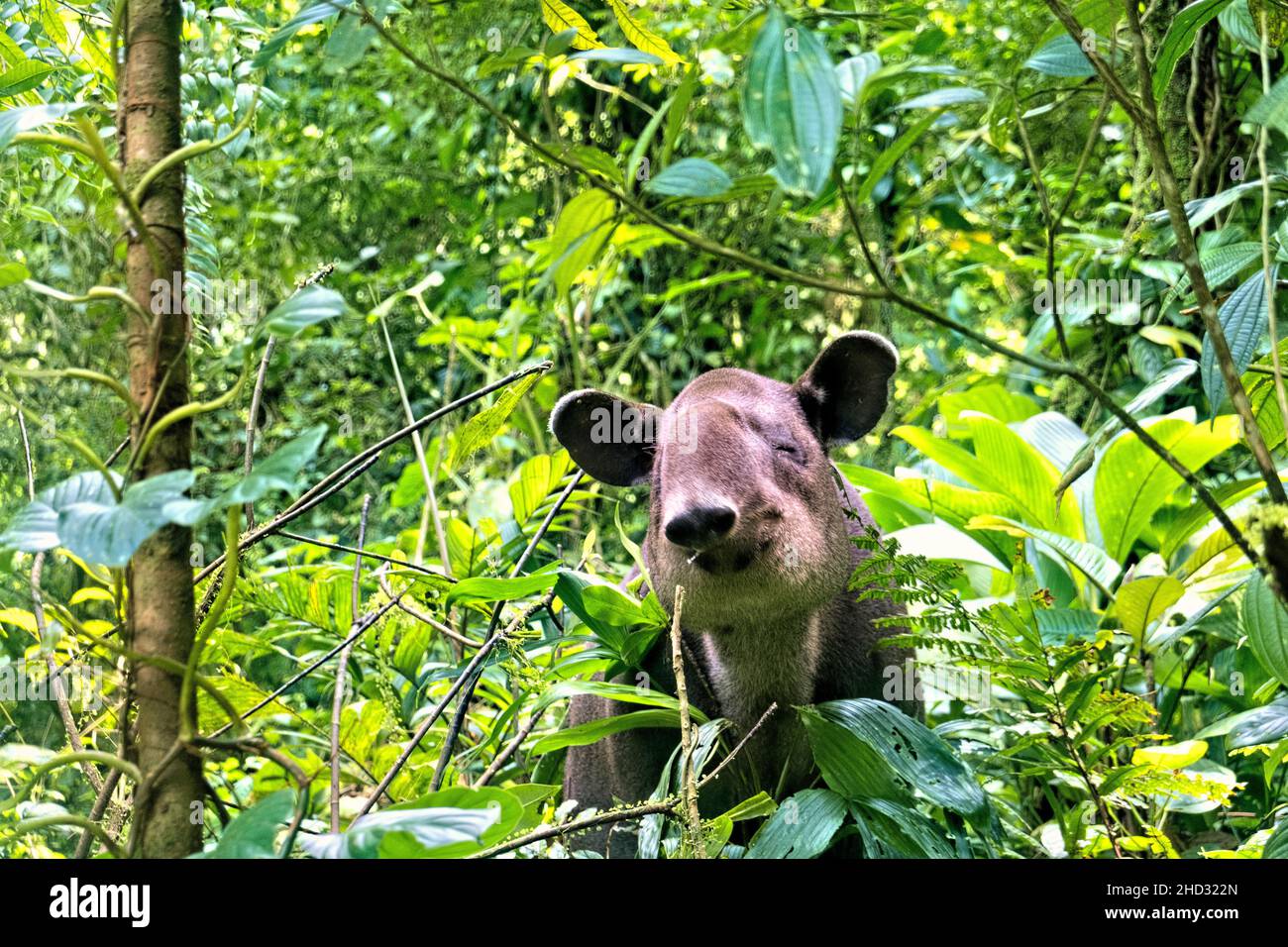 Rare sighting of a Baird's tapir (Tapirus bairdii), Tenorio Volcano ...