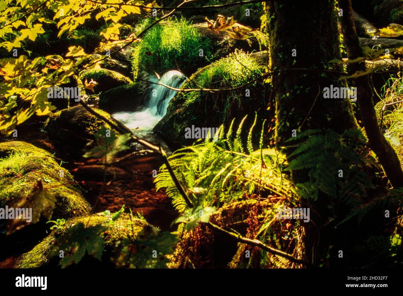 Becky Falls, small woodland waterfall with mosses and ferns Stock Photo ...