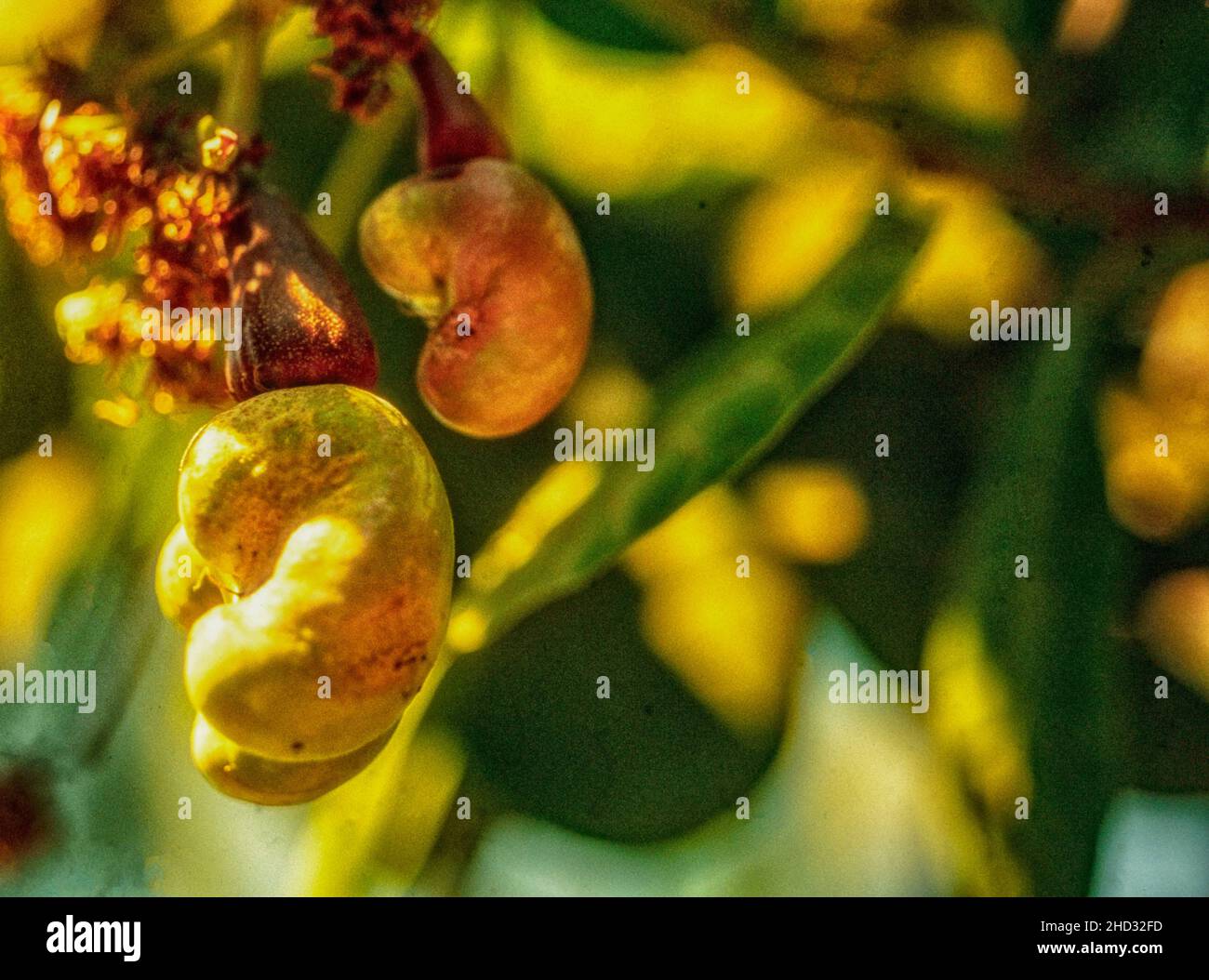 Bolo polana hi-res stock photography and images - Alamy