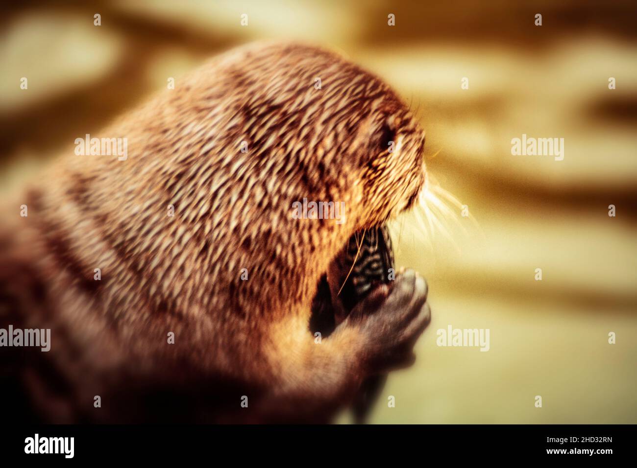 Natural wildlife portrait of an Otter eating Stock Photo - Alamy