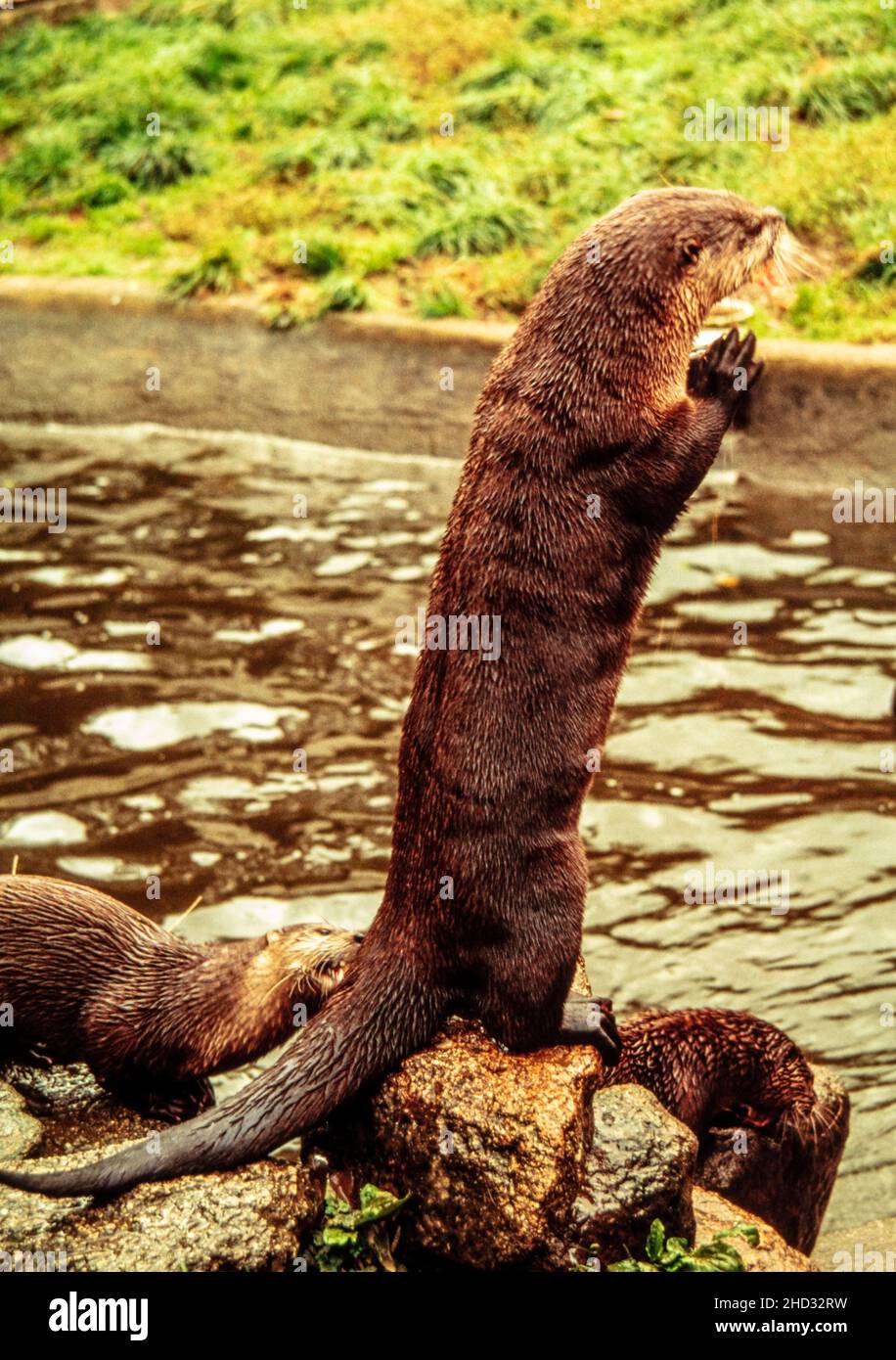 Natural wildlife portrait of an Otter eating Stock Photo - Alamy