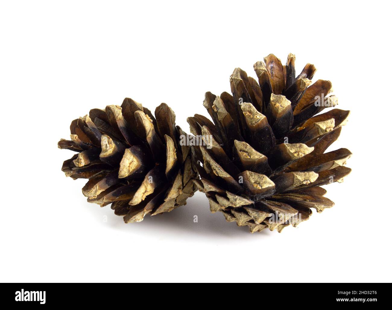 Pine cones isolated on white background Stock Photo - Alamy