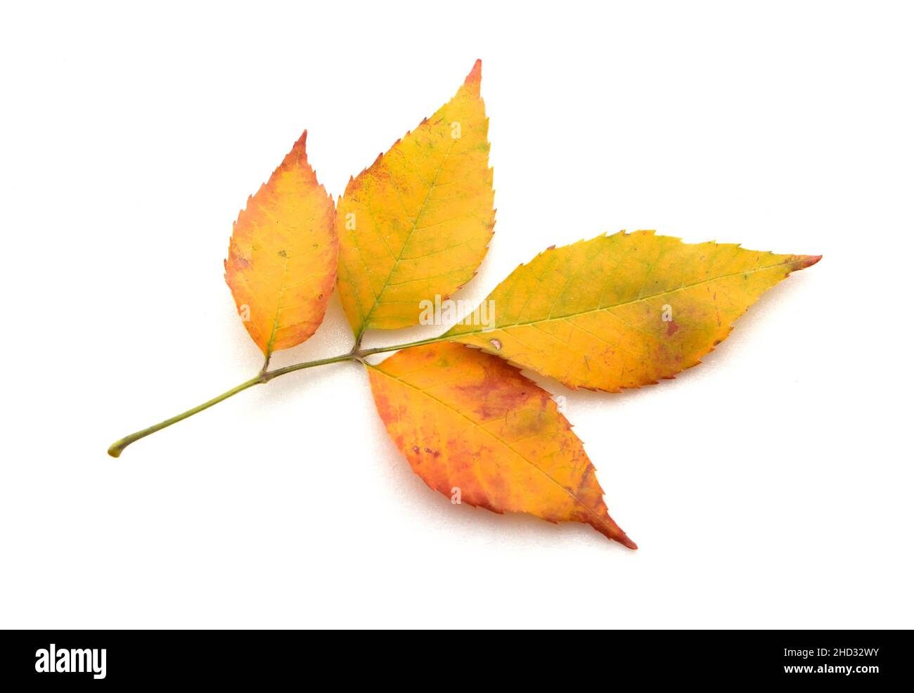 Yellow ash leaves isolated on white background Stock Photo - Alamy