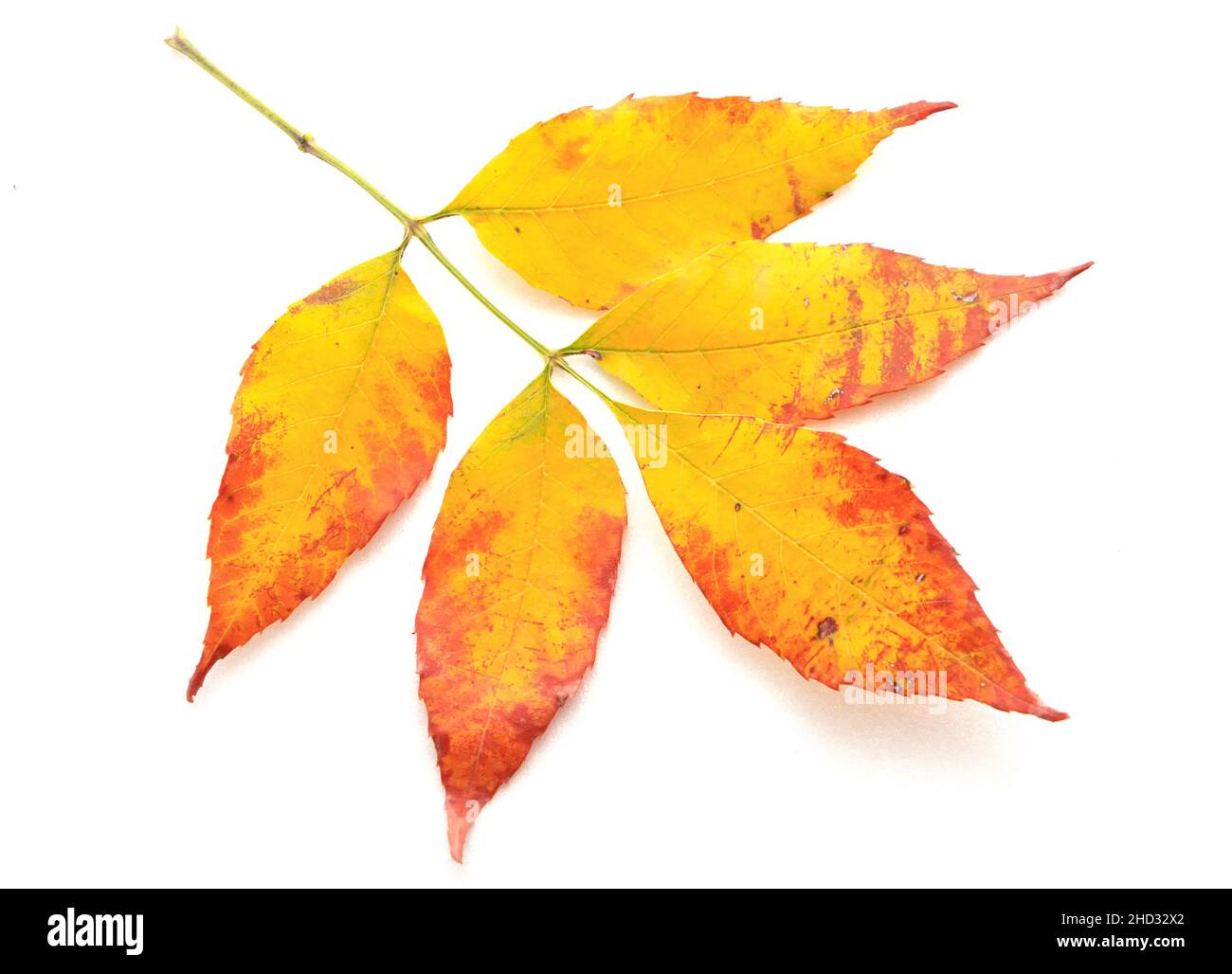 Macro yellow red foliage Cut Out Stock Images & Pictures - Alamy