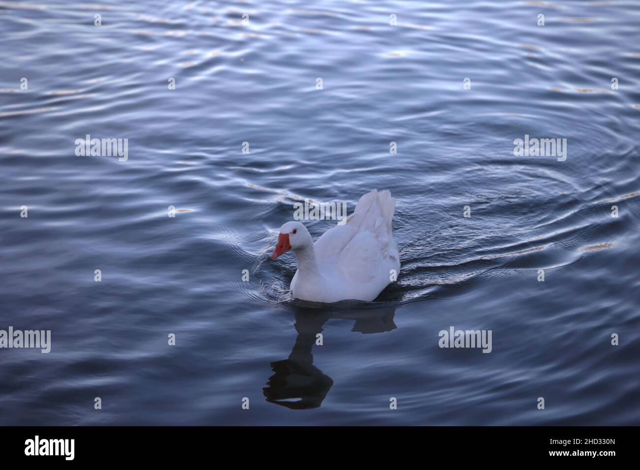 a goose talking a swim in a pond Stock Photo - Alamy