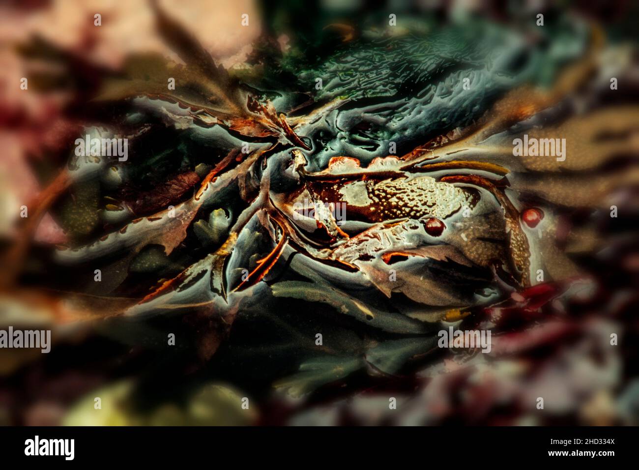 Found still-life close up of moody seashore rocks, barnacles and ...