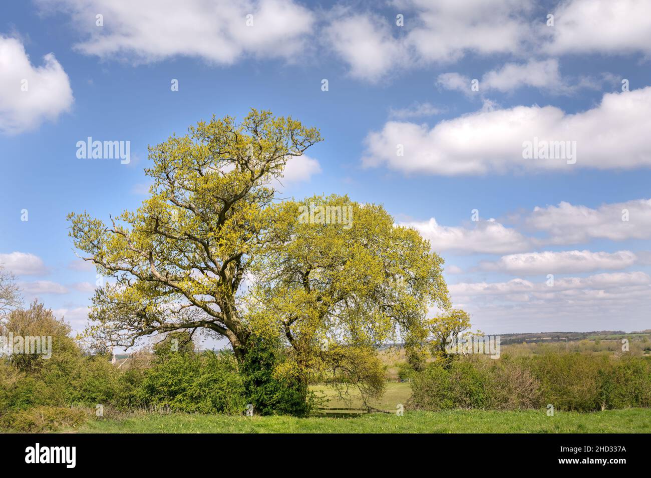 Spring foliage on trees hi-res stock photography and images - Alamy
