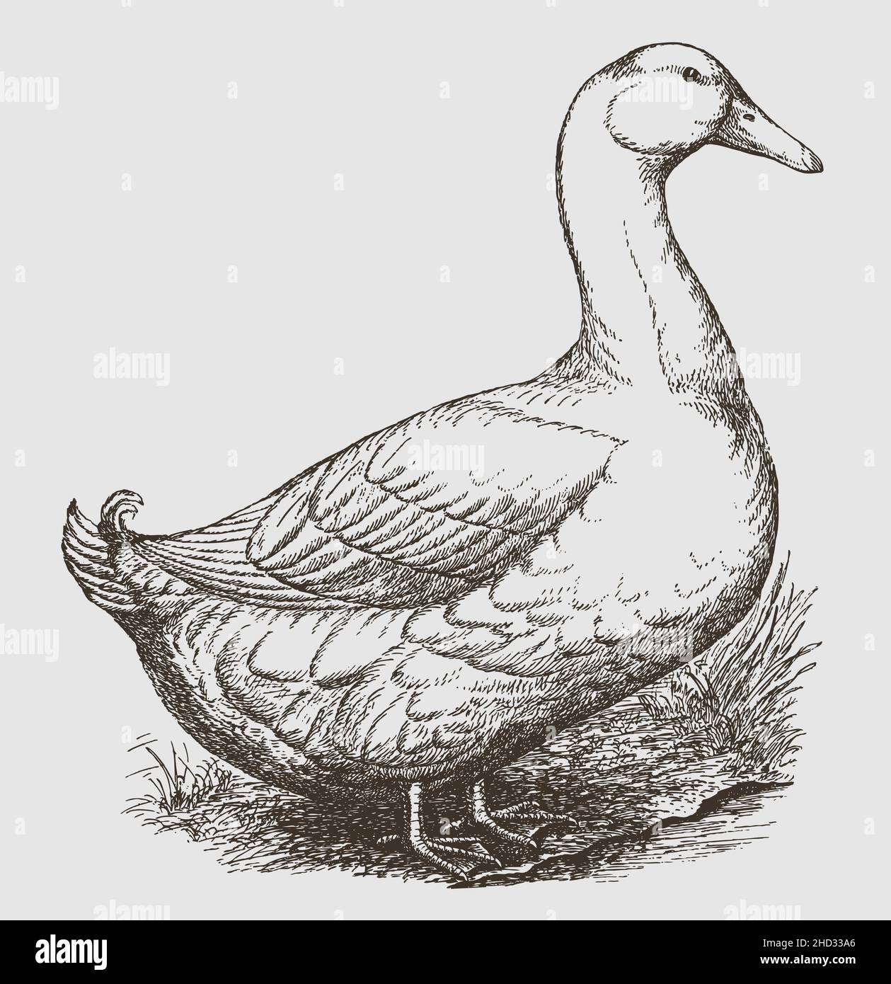 Adult drake male Stock Vector Images - Alamy