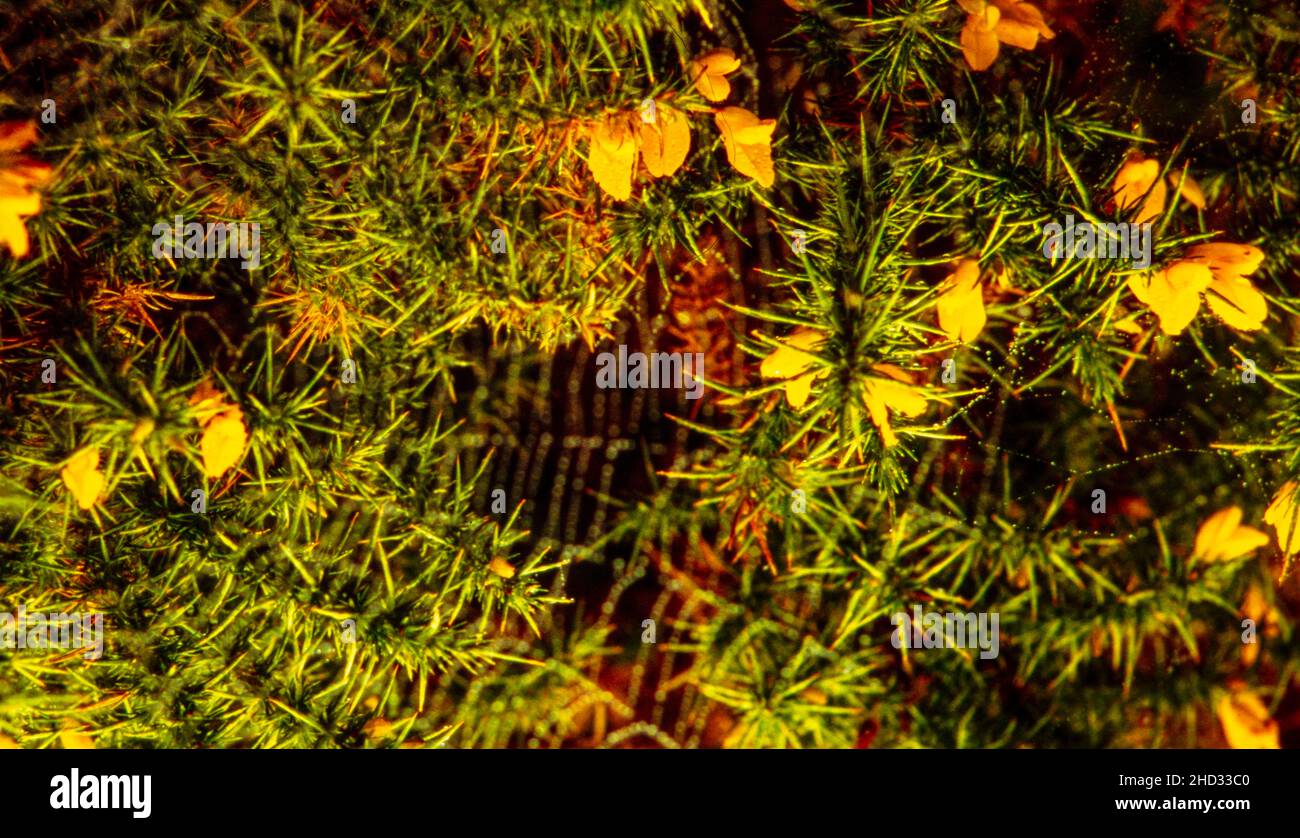 Natural close-up environmental plant portrait of common Gorse (Ulex ...