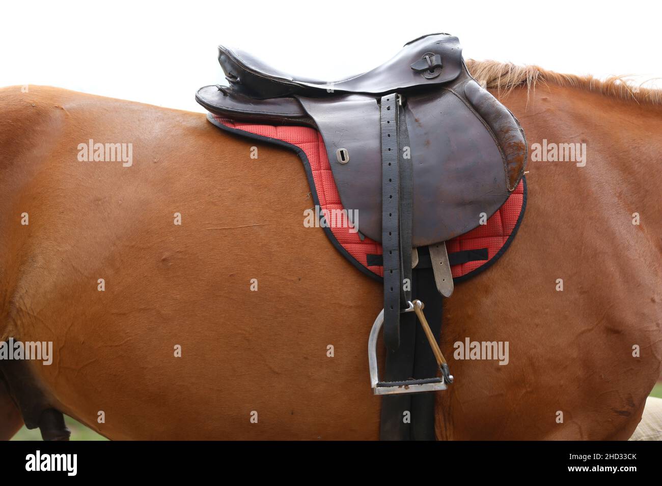 Close up of a sport horse saddle. Old quality leather saddle ready for ...