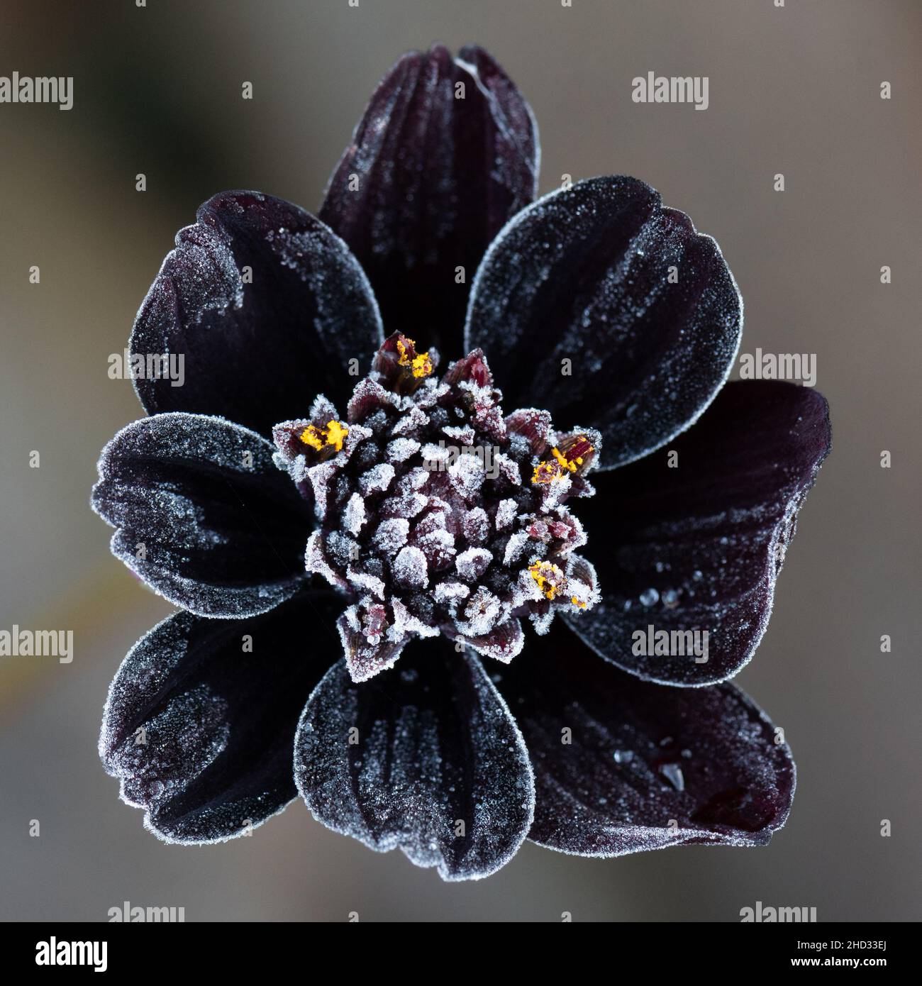 Chocolate cosmos hi-res stock photography and images - Alamy