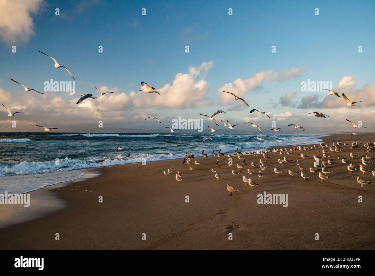 Shoreline flock birds on sand hi-res stock photography and images - Alamy