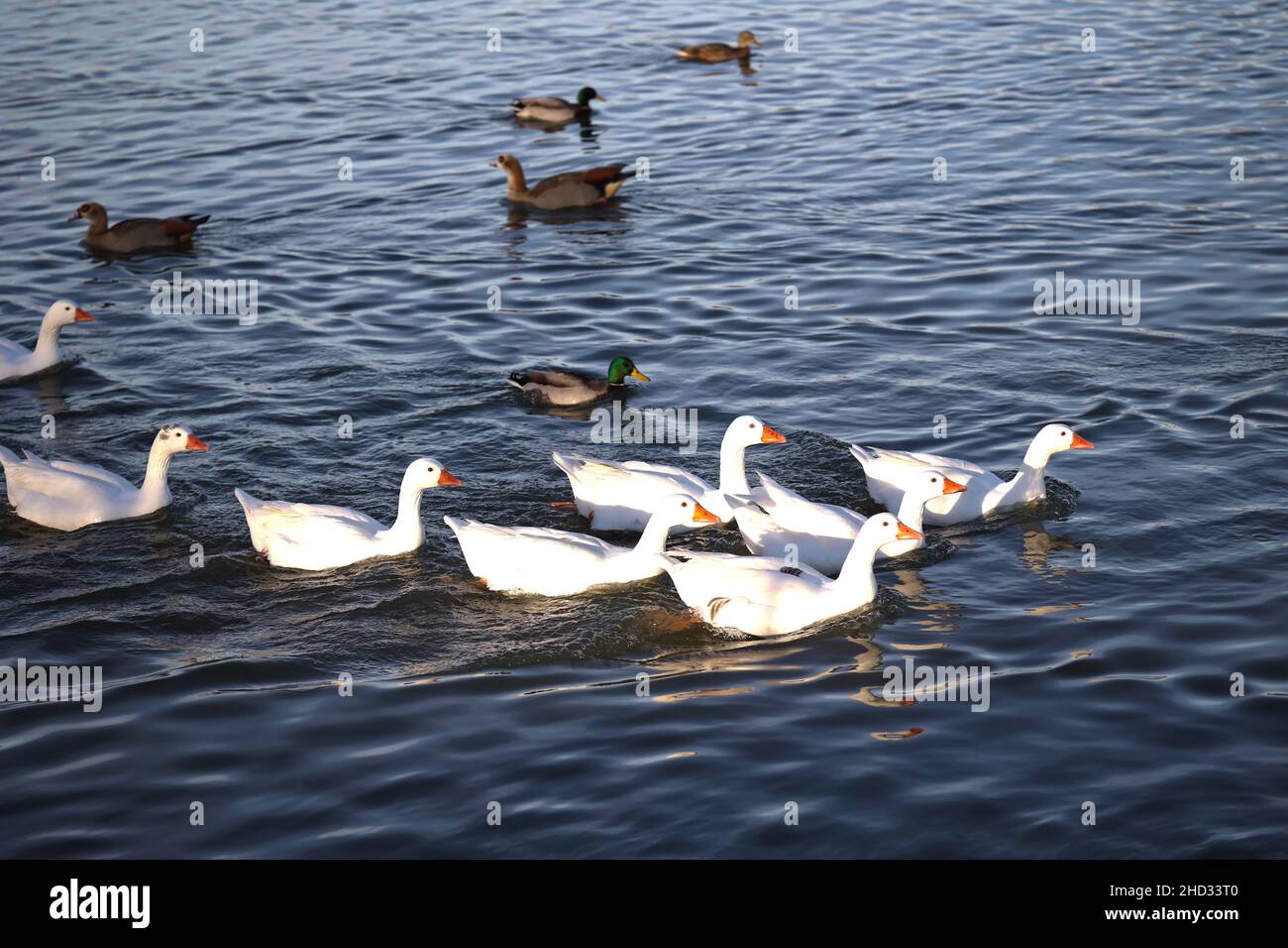 Gooseswimming hi-res stock photography and images - Alamy