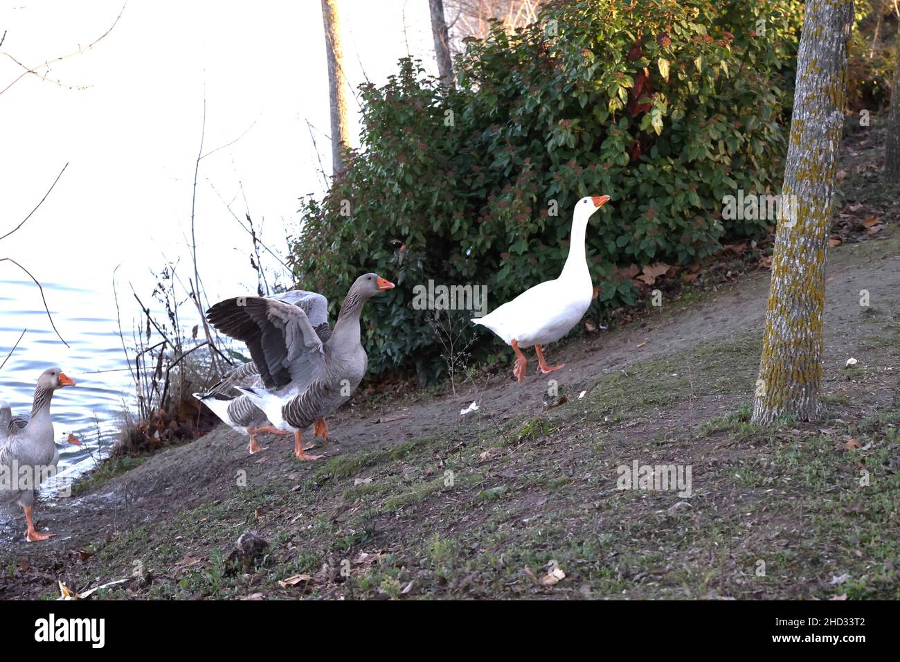 Goosewalking hi-res stock photography and images - Alamy
