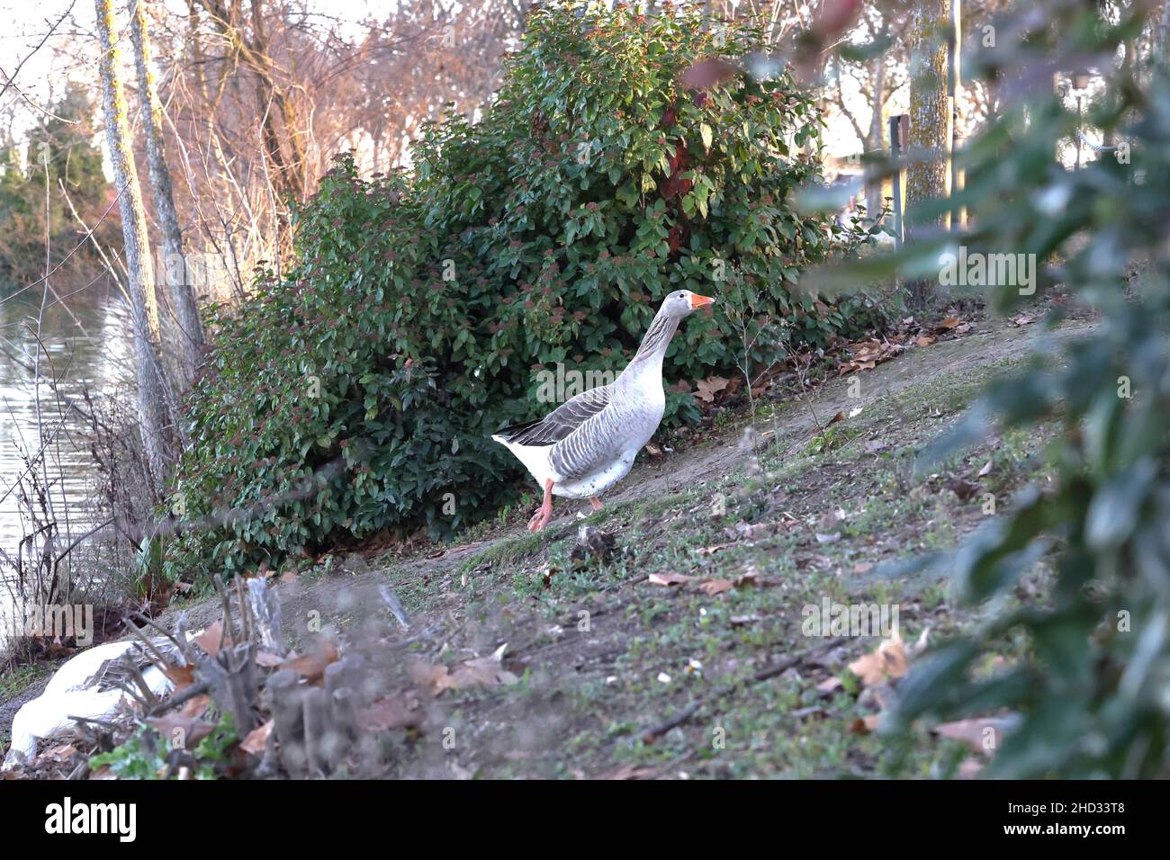 Goosewalking hi-res stock photography and images - Alamy