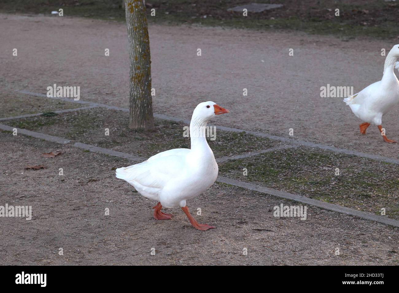 Goosewalking hi-res stock photography and images - Alamy