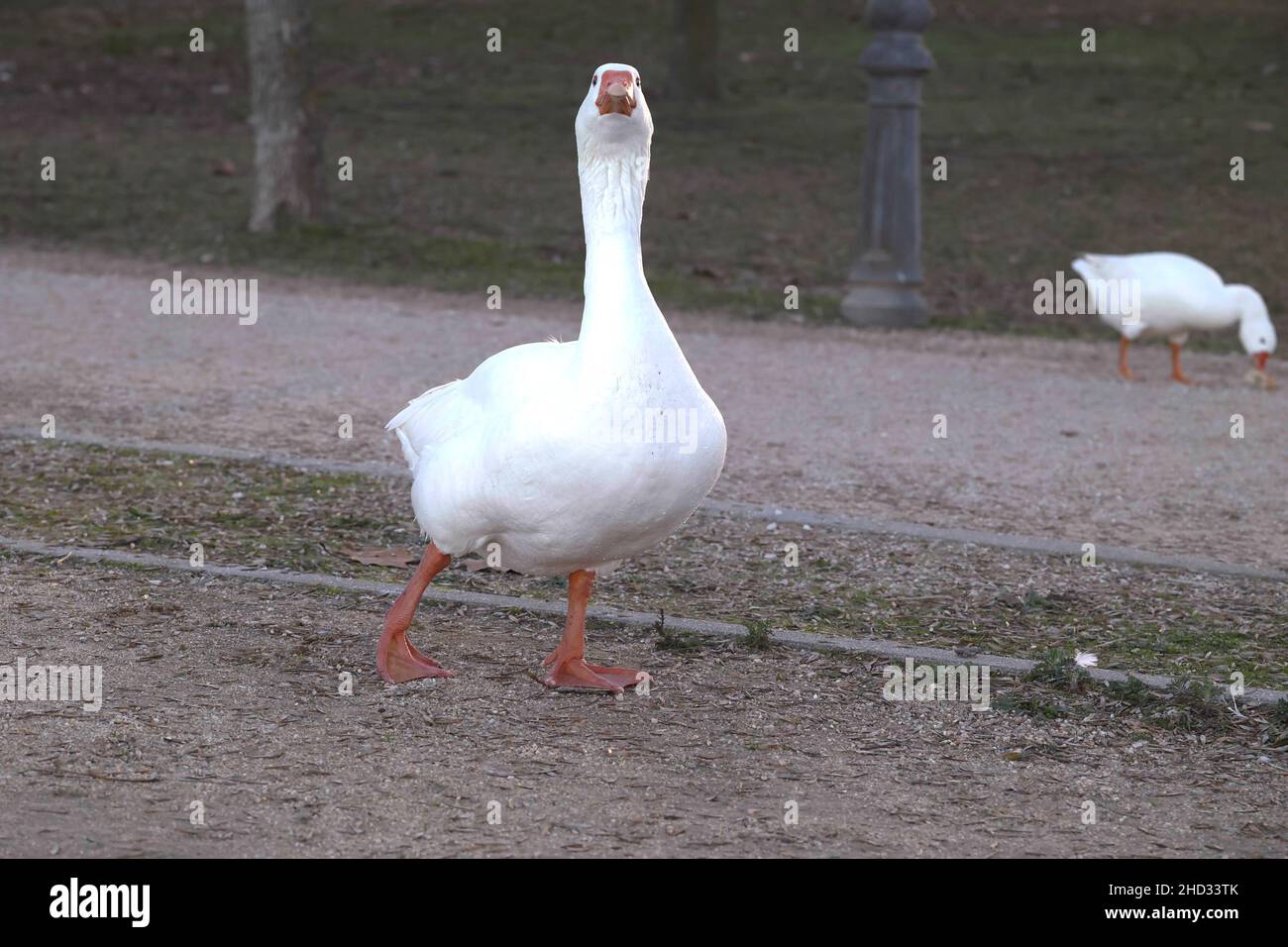 Goosewalking hi-res stock photography and images - Alamy