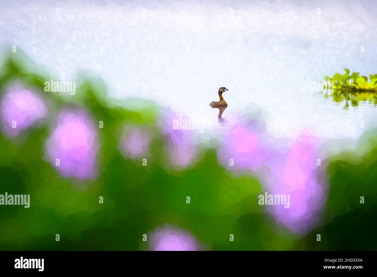 An Exotic Lagoon Bird Is Swimming With Purple Flowers In the Foreground ...