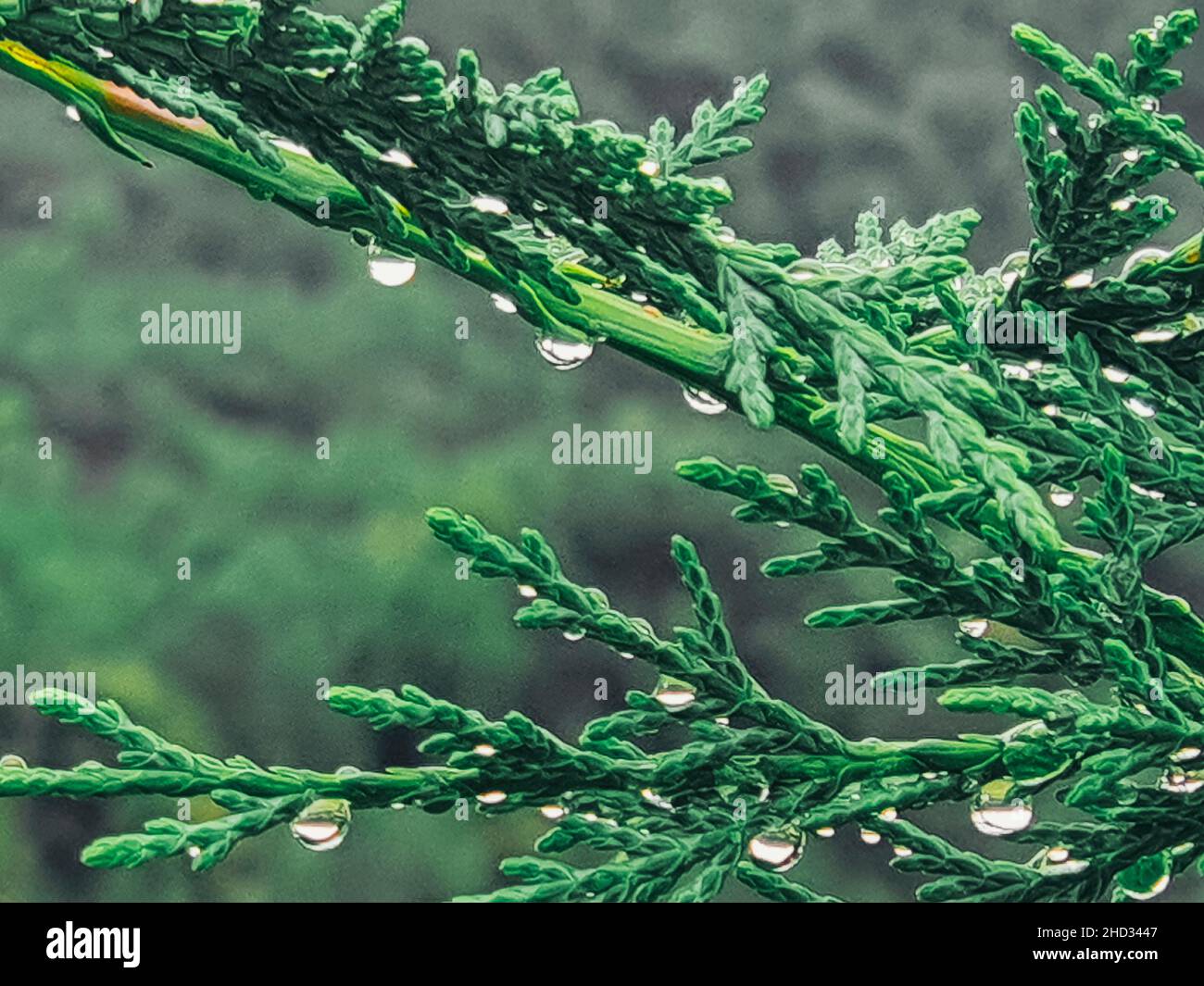 Macro of waterdrops on conifers leaves Stock Photo - Alamy