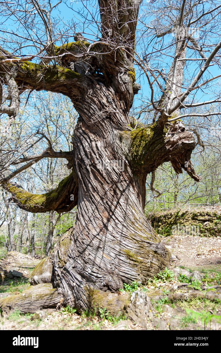 Centennial tree with wrinkles and crooked trunk with green chestnut ...