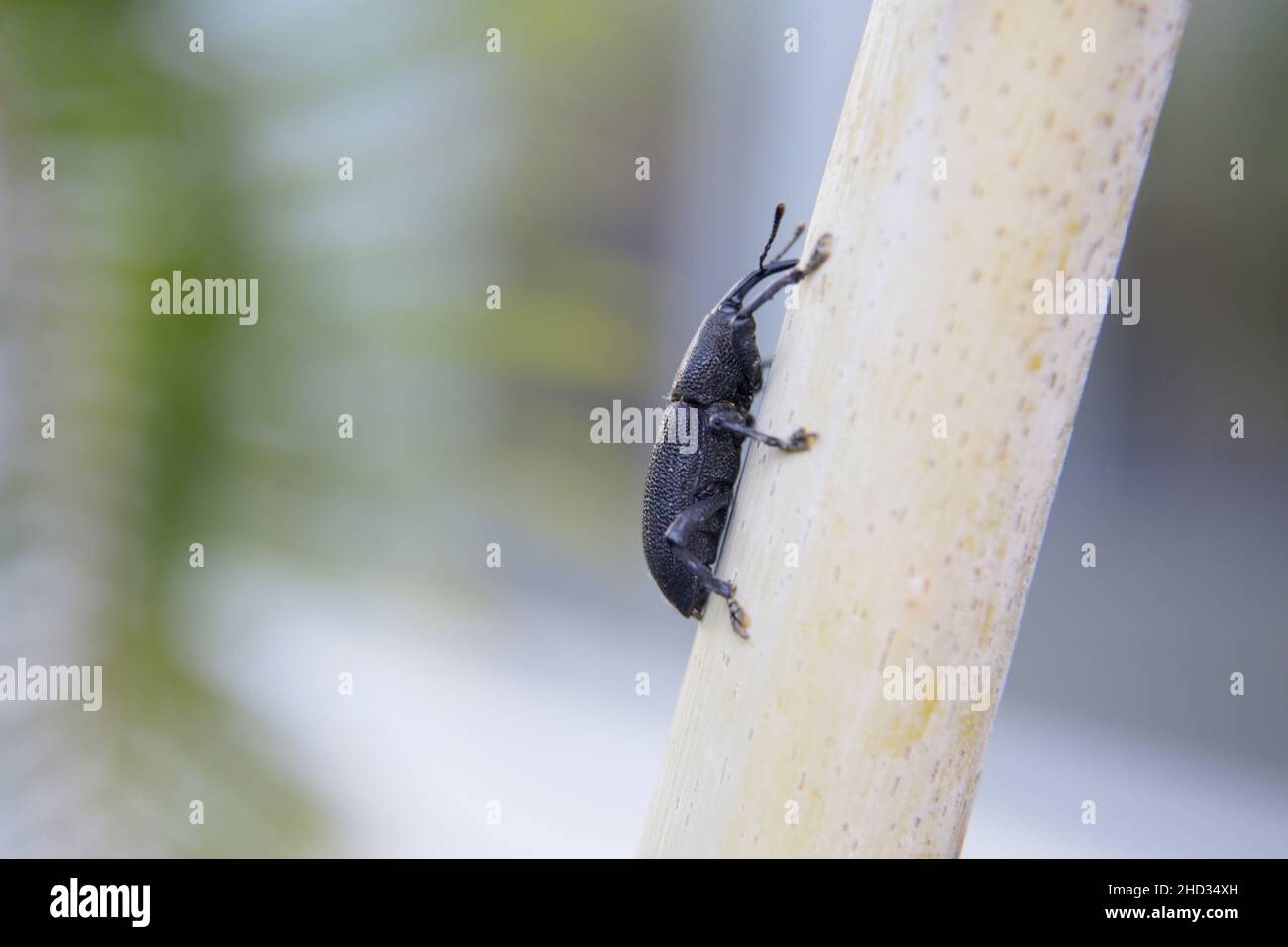 salvador, bahia, brazil - january 2, 2022: beetle known as coconut ...