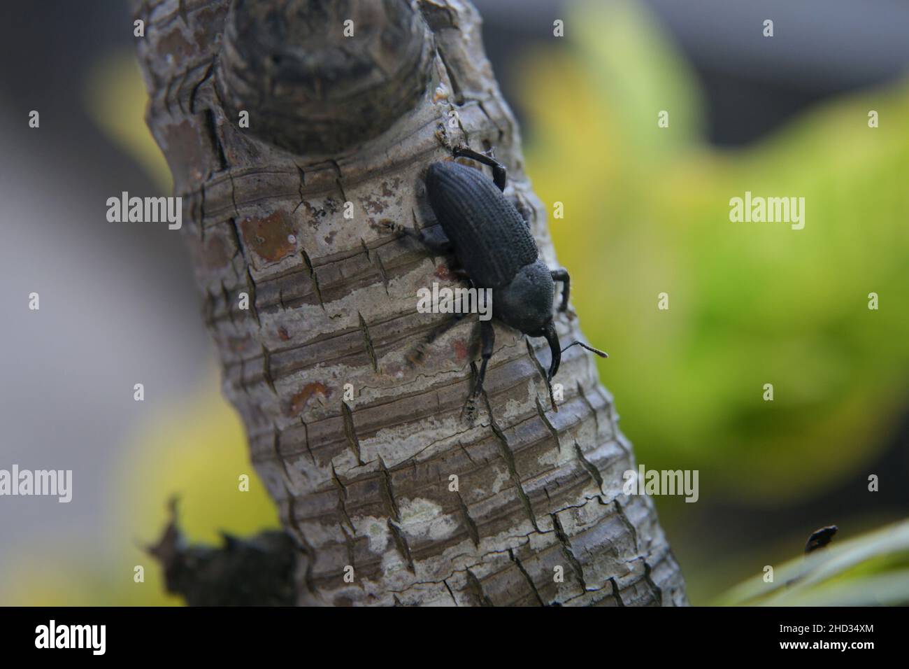 salvador, bahia, brazil - january 2, 2022: beetle known as coconut ...