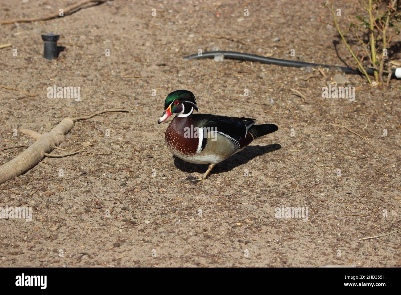 Selective focus shot of a Wood duck, also known as a Carolina duck, on ...